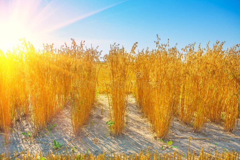 Harvesting oat stock image. Image of food, harvest, farm - 3149025
