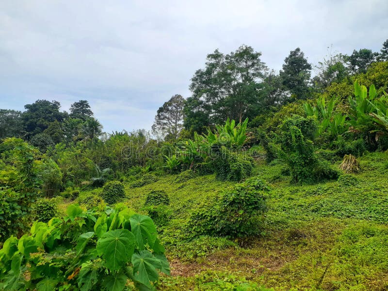 View of Plants, Trees, Natural Green Grass and Bushes Stock Photo ...