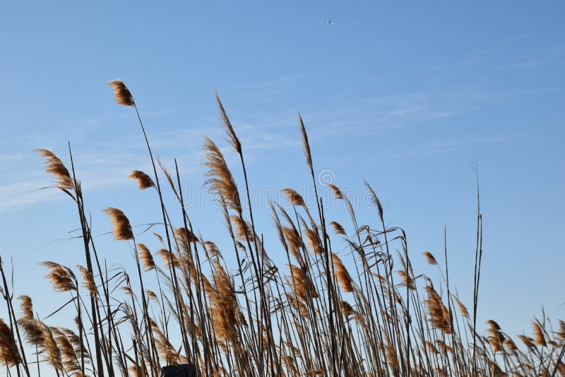 View of Plants in the Wind Against a Blue Sky Background Stock Image ...