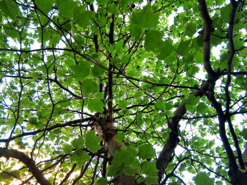 912 Platan Tree Nature Stock Photos - Free & Royalty-Free Stock Photos ...