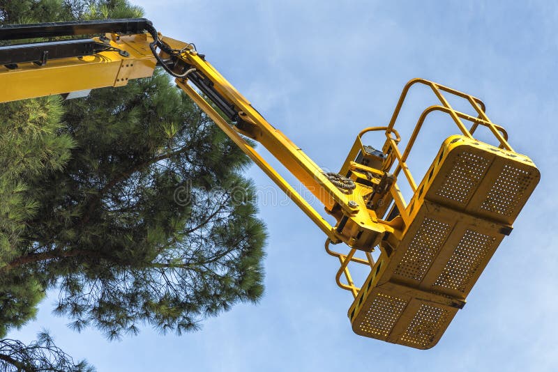 Platform Lift on the Branches of Pine Tree for Pruning and Maintenance ...