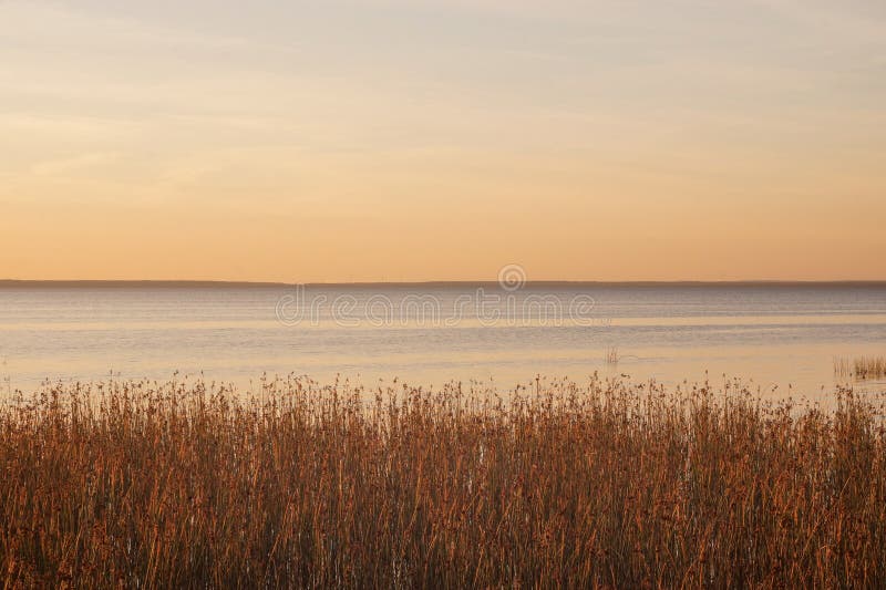 View of Pleshcheyevo Lake with Thickets of Reeds Stock Image - Image of ...