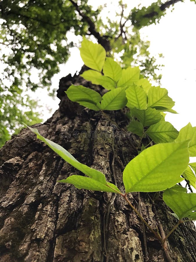 View point stock photo. Image of view, leaves, bark, nature - 94392966