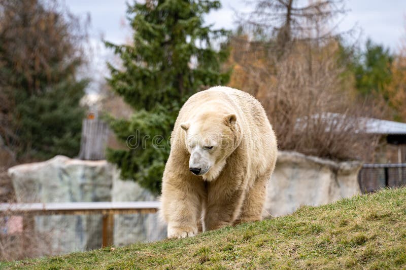 View of Polar Bear at the Toronto Zoo Stock Image - Image of polar ...