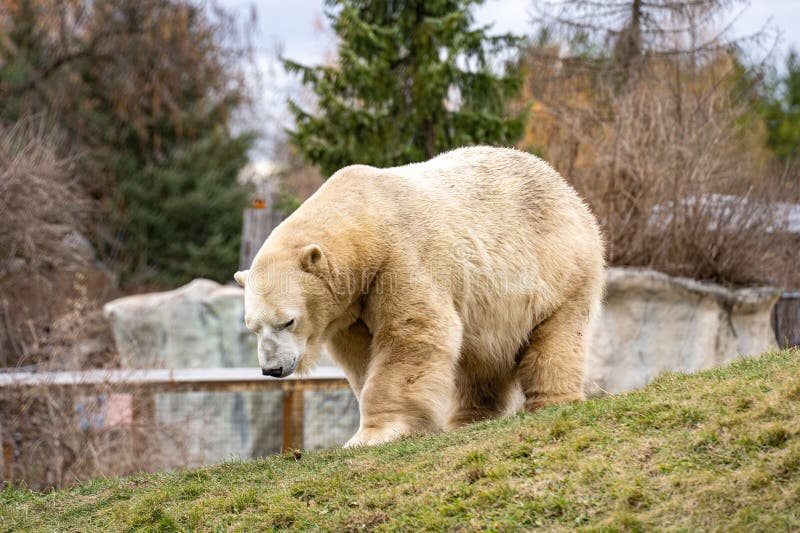 View of Polar Bear at the Toronto Zoo Stock Image - Image of display ...