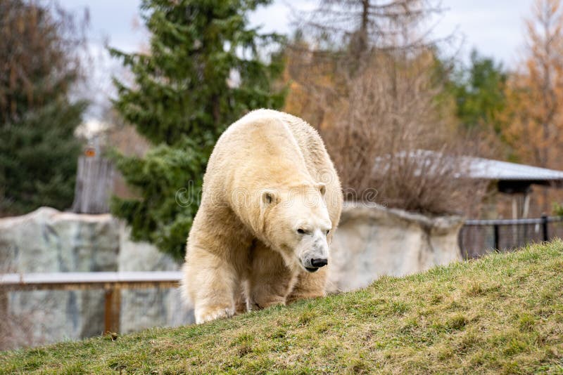 View of Polar Bear at the Toronto Zoo Stock Image - Image of famous ...