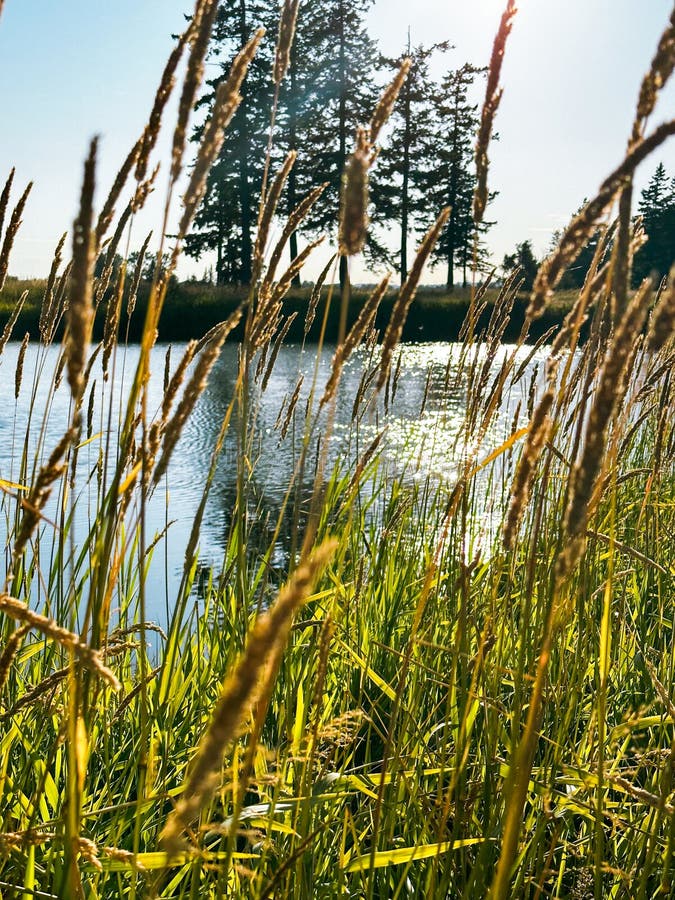 View of a Pond through Grass. Stock Photo - Image of beauty, purity ...
