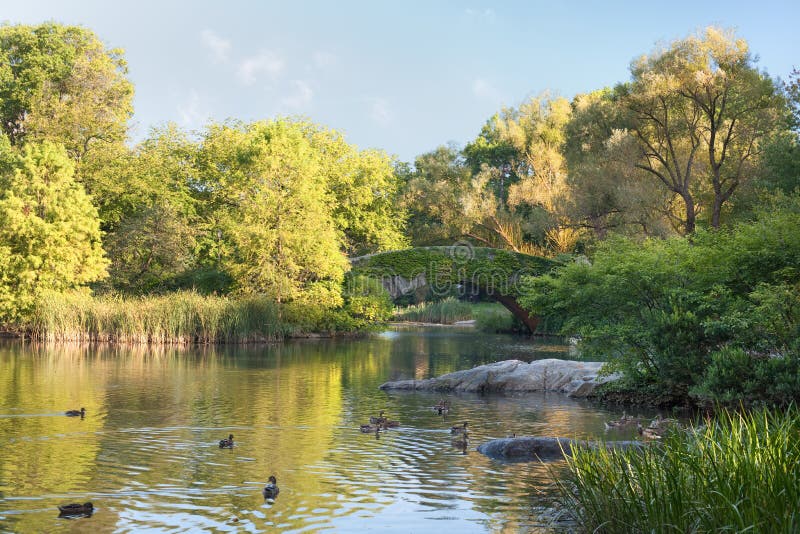 View on the Pond in the NY Central Park Stock Image - Image of duck ...