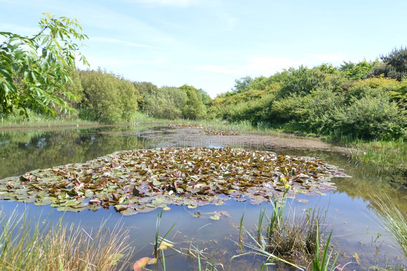 View of a pond stock photo. Image of water, countryside - 184474838