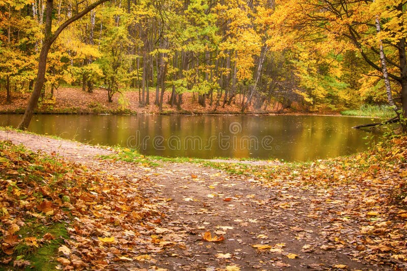 View of the Pond is Surrounded by Autumn Forest with Yellow Leaves ...