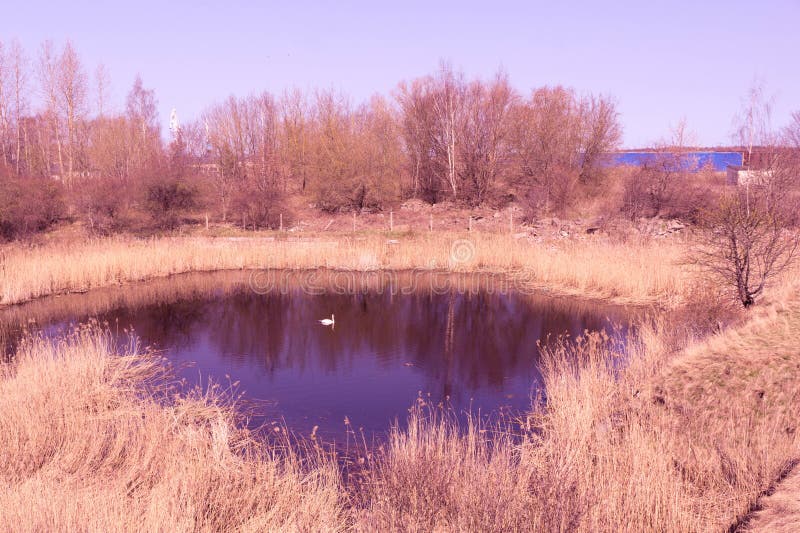 Swan stock image. Image of nice, isolated, morning, beautiful - 90773509