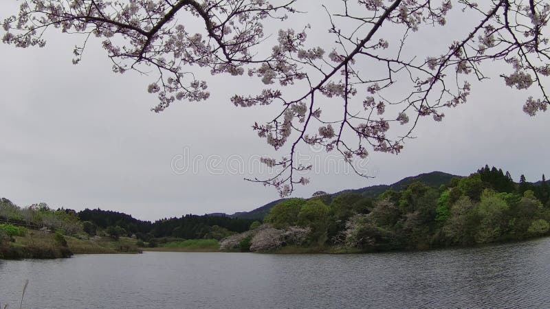 View of the Pond from Under the Cherry Blossom Trees Stock Video ...