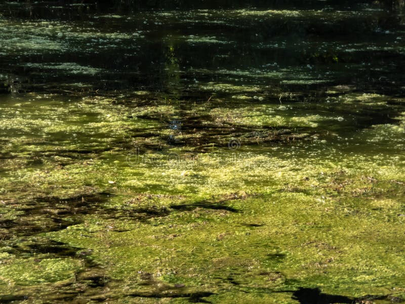 View of a Pond with Water Surface Covered with Green Blooming Algae ...