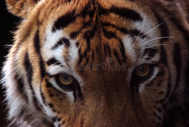 205 Poppy Tiger Cage Stock Photos - Free & Royalty-Free Stock Photos ...