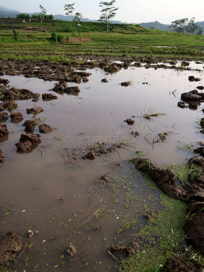 Post-harvest Processing of Rice Fields in Indonesia Stock Photo - Image ...