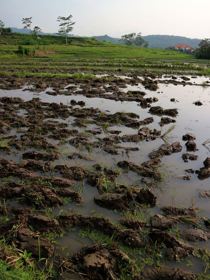 Post-harvest Processing of Rice Fields in Indonesia Stock Photo - Image ...