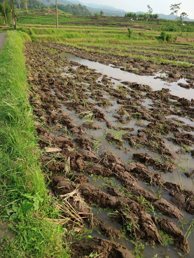 Post-harvest Processing of Rice Fields in Indonesia Stock Image - Image ...