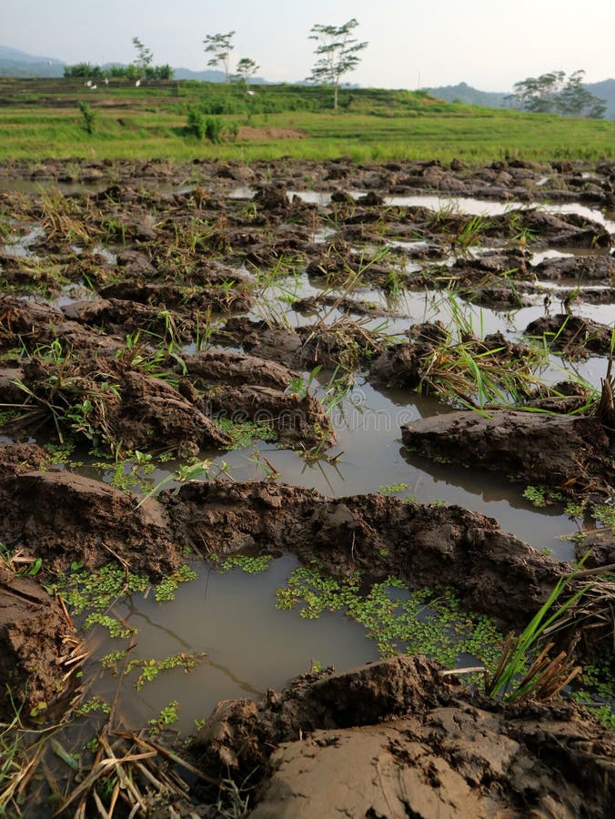 Post-harvest Processing of Rice Fields in Indonesia Stock Image - Image ...