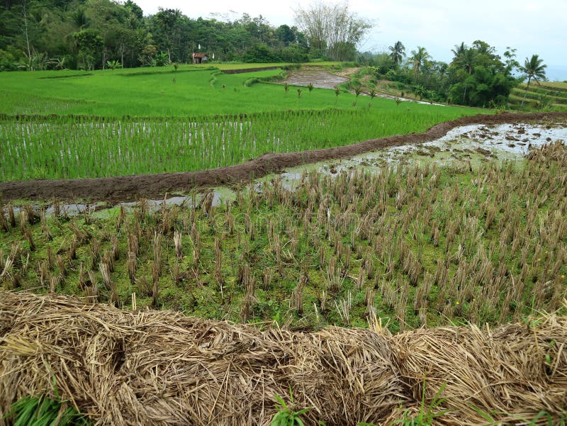 View of Rice Fields in Indonesia Stock Photo - Image of paddy, water ...