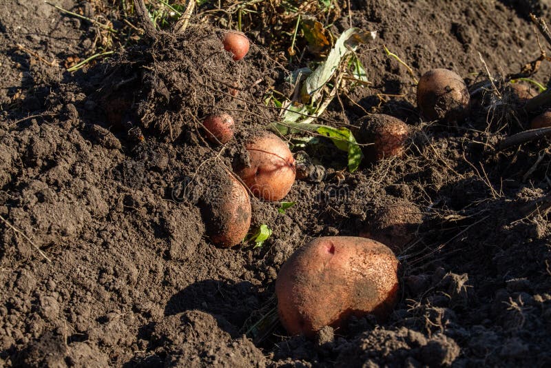 View of the Potato Crop in the Field. a Farmer Digs Potatoes Out of the ...
