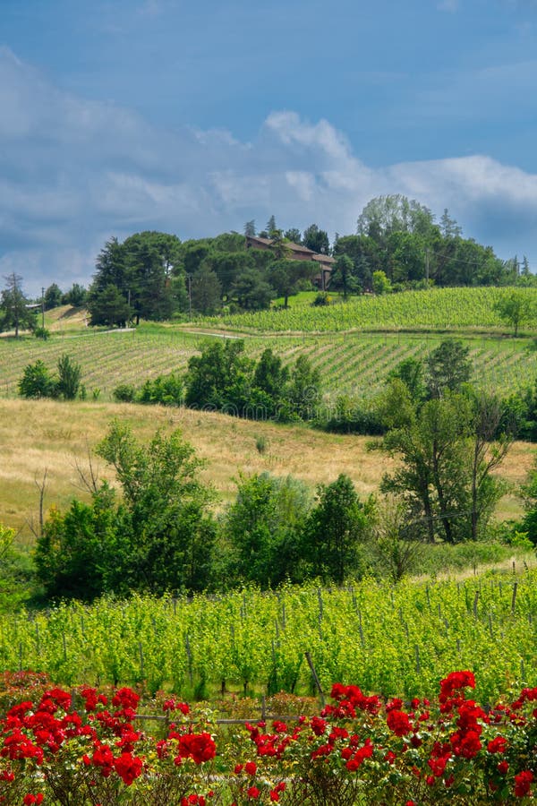 View of a Pretty Vineyard in the Emilia Romagna Stock Image - Image of ...