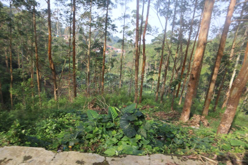 The View of the Protected Forest Stock Image - Image of trail, plant ...