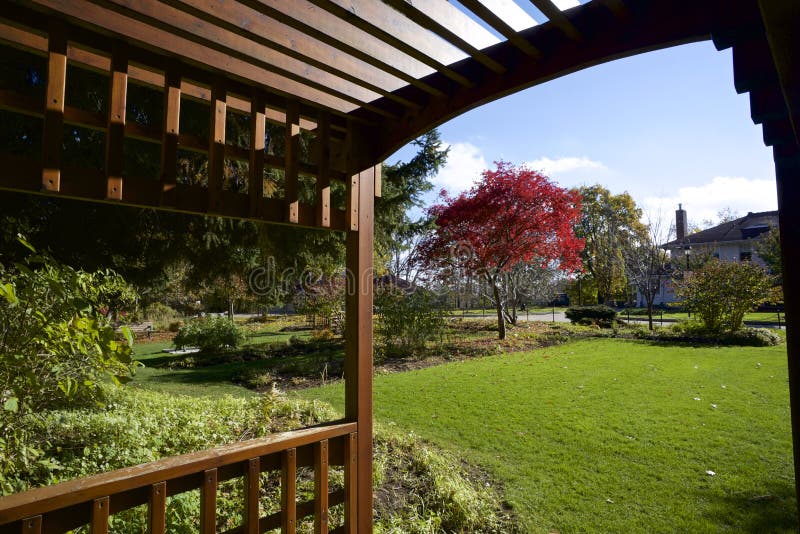 The View of the Public Park with Maple Tree and Canopy Stock Photo ...