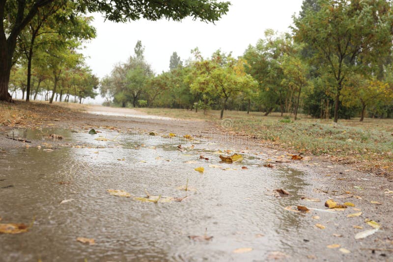 View of Puddle and Green Trees in Park. Rainy Weather Stock Image ...
