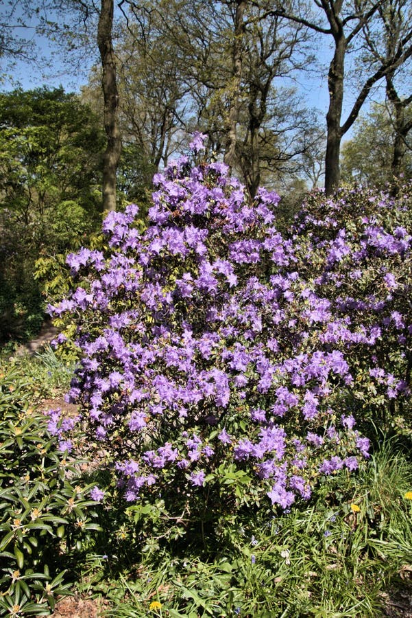 A view of a Purple Shrub stock image. Image of blue - 161399903