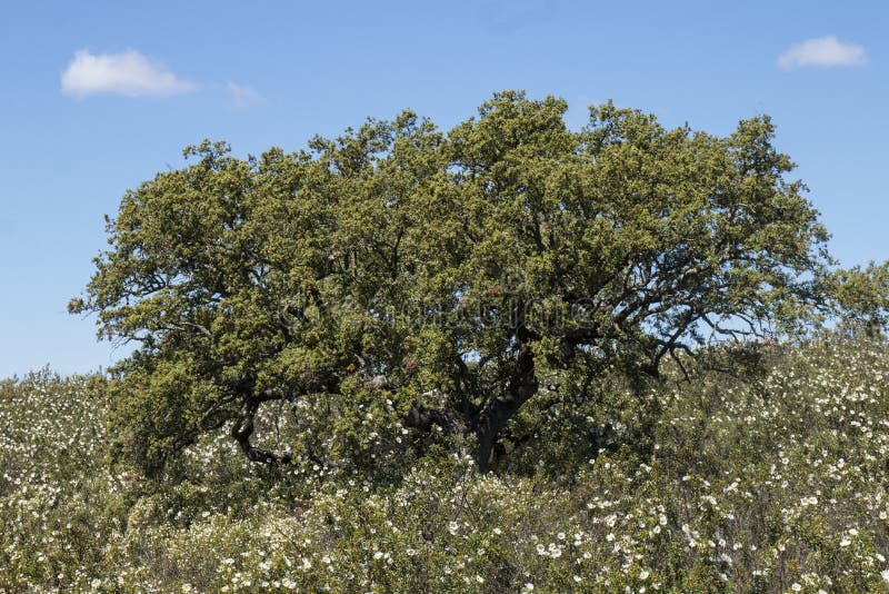 Quercus ilex tree stock photo. Image of sunny, european - 105958734