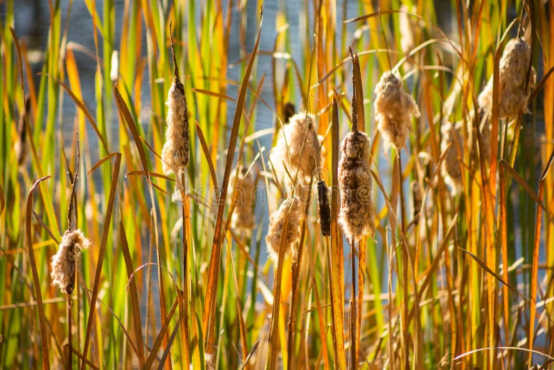 200 Cat Tail Reeds Stock Photos - Free & Royalty-Free Stock Photos from ...