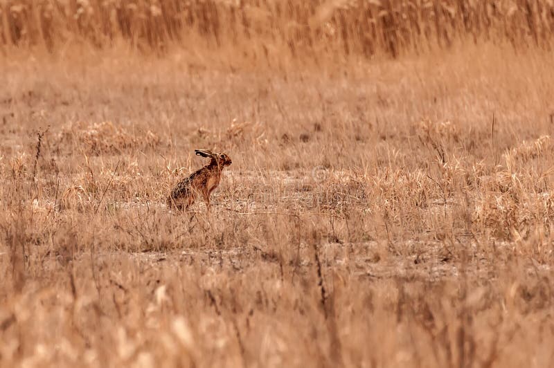 Rabbit in a field stock image. Image of baby, easter - 19682719