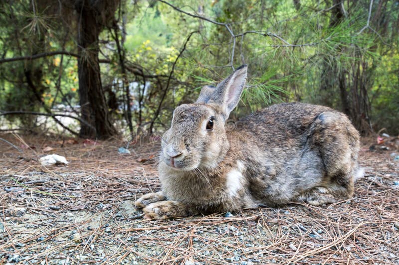 View of the rabbit stock photo. Image of scene, kemer - 185557166