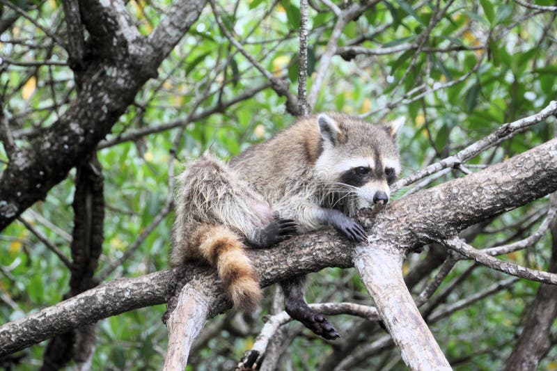 A View of a Racoon in a Tree Stock Photo - Image of outdoor, mammal ...