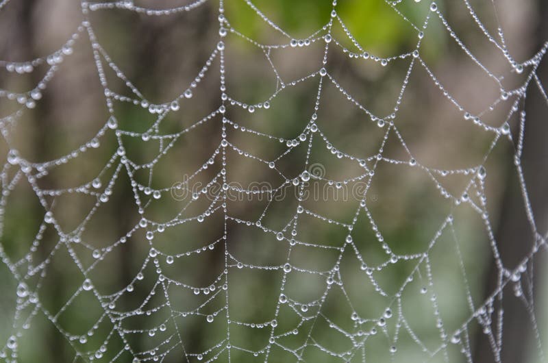 Rain drops on a cobweb stock photo. Image of natural - 103459310