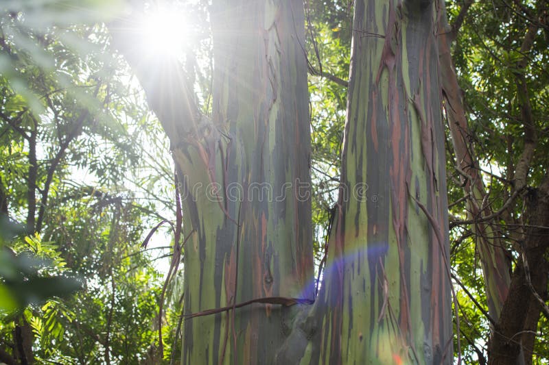 View of the Rainbow Eucalyptus Tree Trunk Stock Image - Image of colour ...