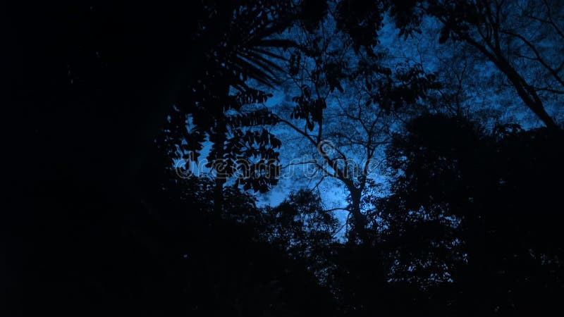 View of the Rainforest at Night Stock Footage - Video of tree, misty ...