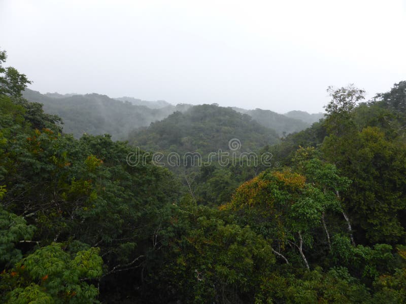 View of the rainforest stock image. Image of forest, tree - 48727109