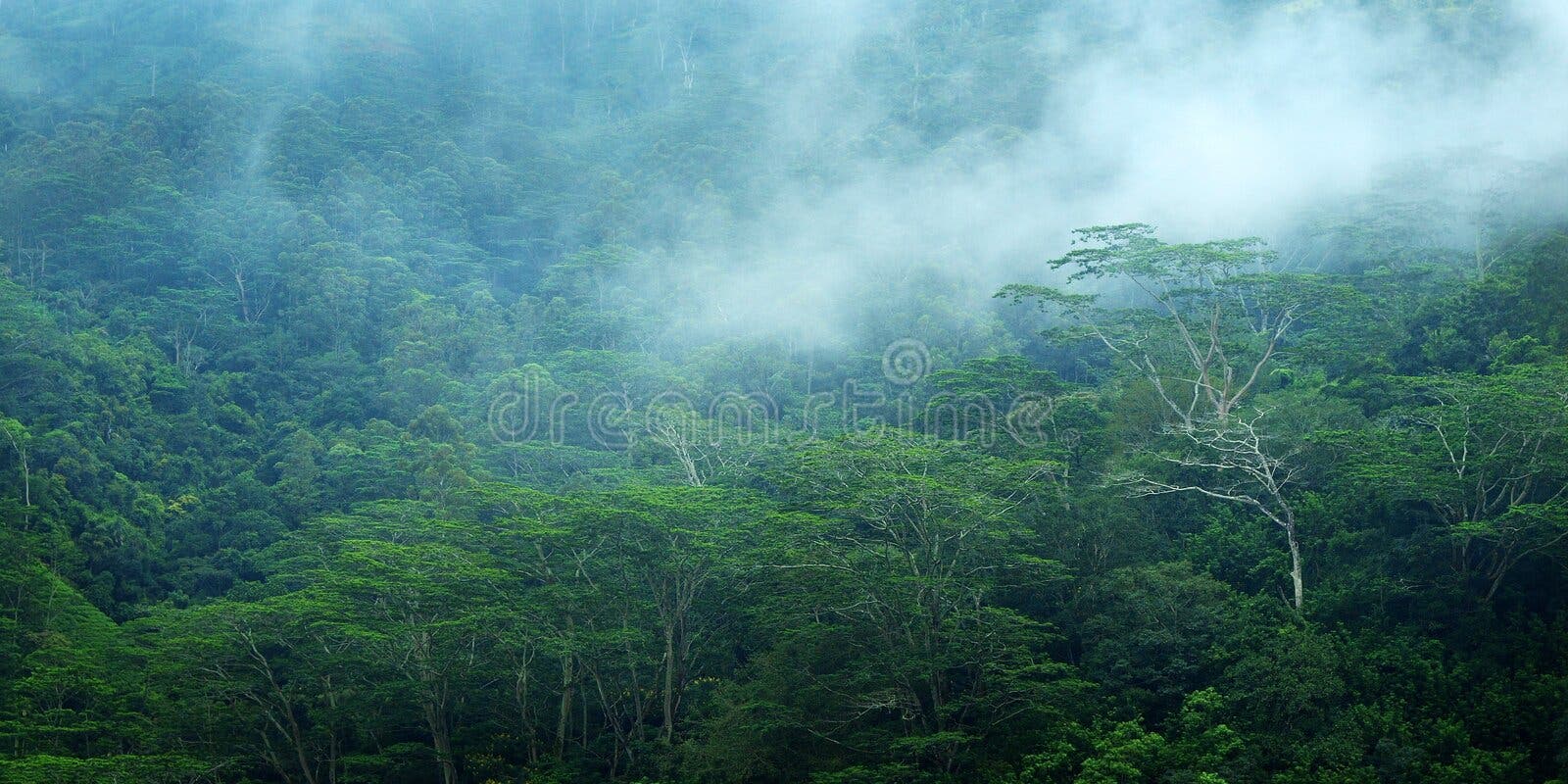 Red Howler Monkey Alpha Male Stock Image - Image of alpha, tropical ...