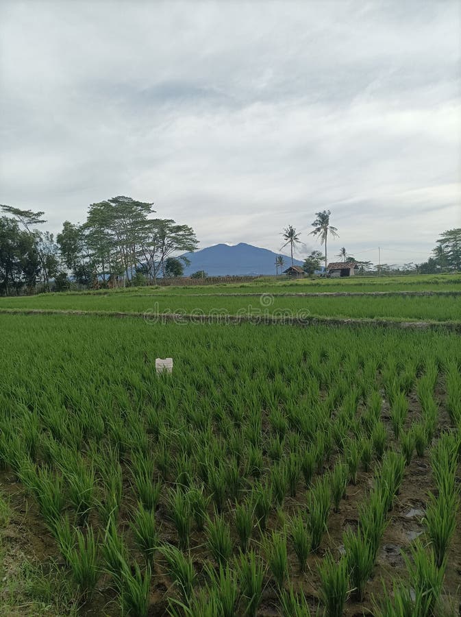 View of Rajabasa Mountain from One Side of the Mountain Which is ...