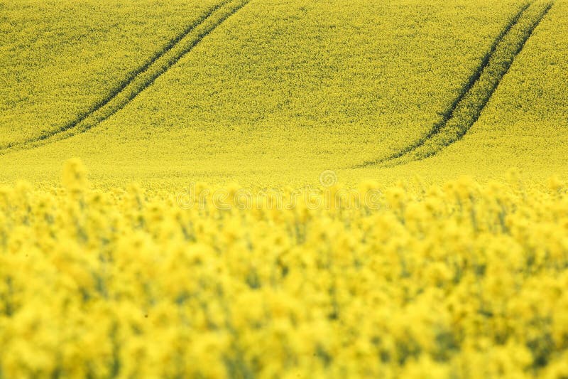 Rapeseed field in Denmark stock image. Image of beautiful - 309402197