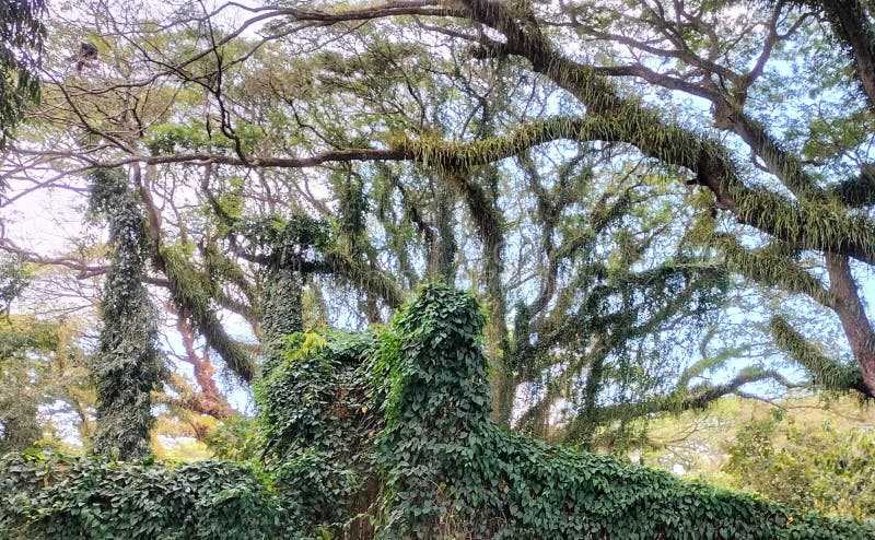 A View of a Rare Tree Branch Stock Photo - Image of view, branches ...