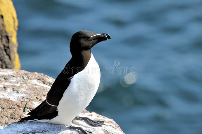 A view of a Razorbill stock image. Image of birds, razorbill - 214886409