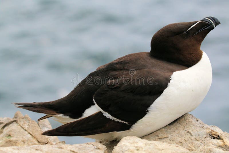 Auks Razorbill, Alca Torda, Arctic Black And White Cute Bird Sitting On ...