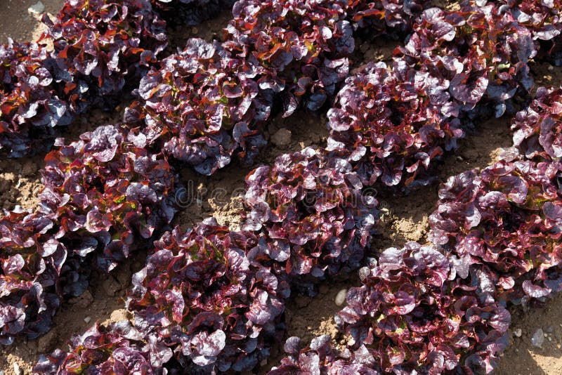 Red Batavia stock photo. Image of freshness, crop, farming - 56486172