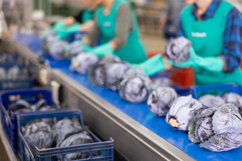View of Red Cabbage on Conveyor Belt of Sorting Production Line at ...