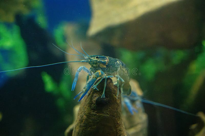 View of Red Claw Insect at the Toronto Zoo Stock Image - Image of ...