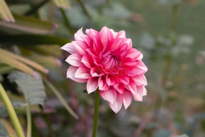 View of Red Daisy Flower from a Distance Facing Right Hand Side in the ...