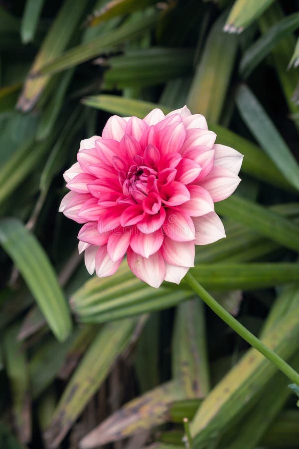 View of Red Daisy Flower Facing Right Hand Side in the Park in Vertical ...
