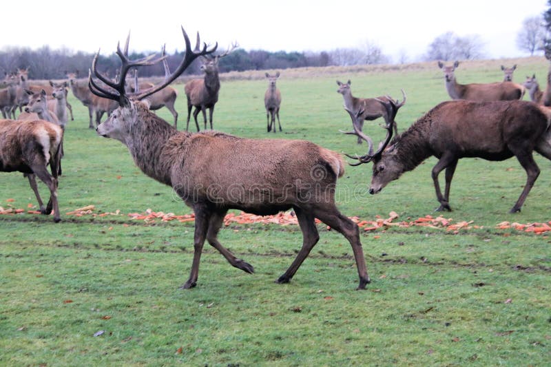 A view of a Red Deer Stag stock photo. Image of cattle - 301847588